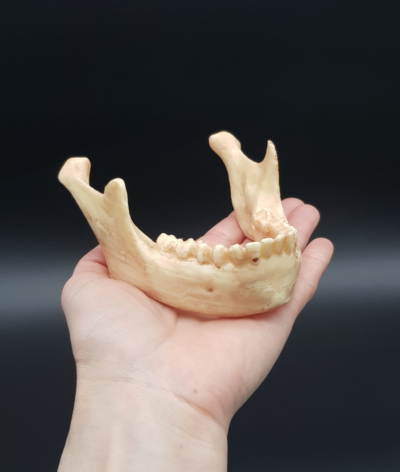 White chocolate jaw bone 75g – Seven Crows